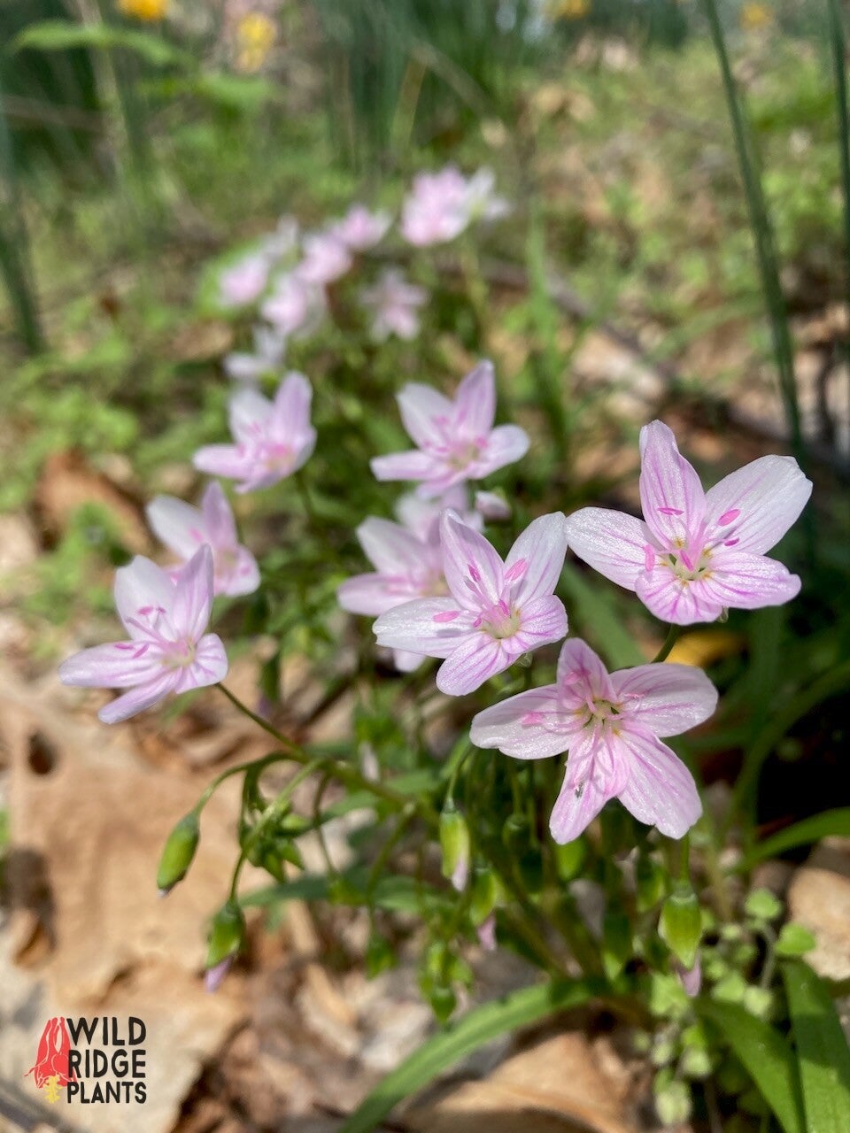 Claytonia virginica / Spring Beauty | Wild Ridge Plants, LLC