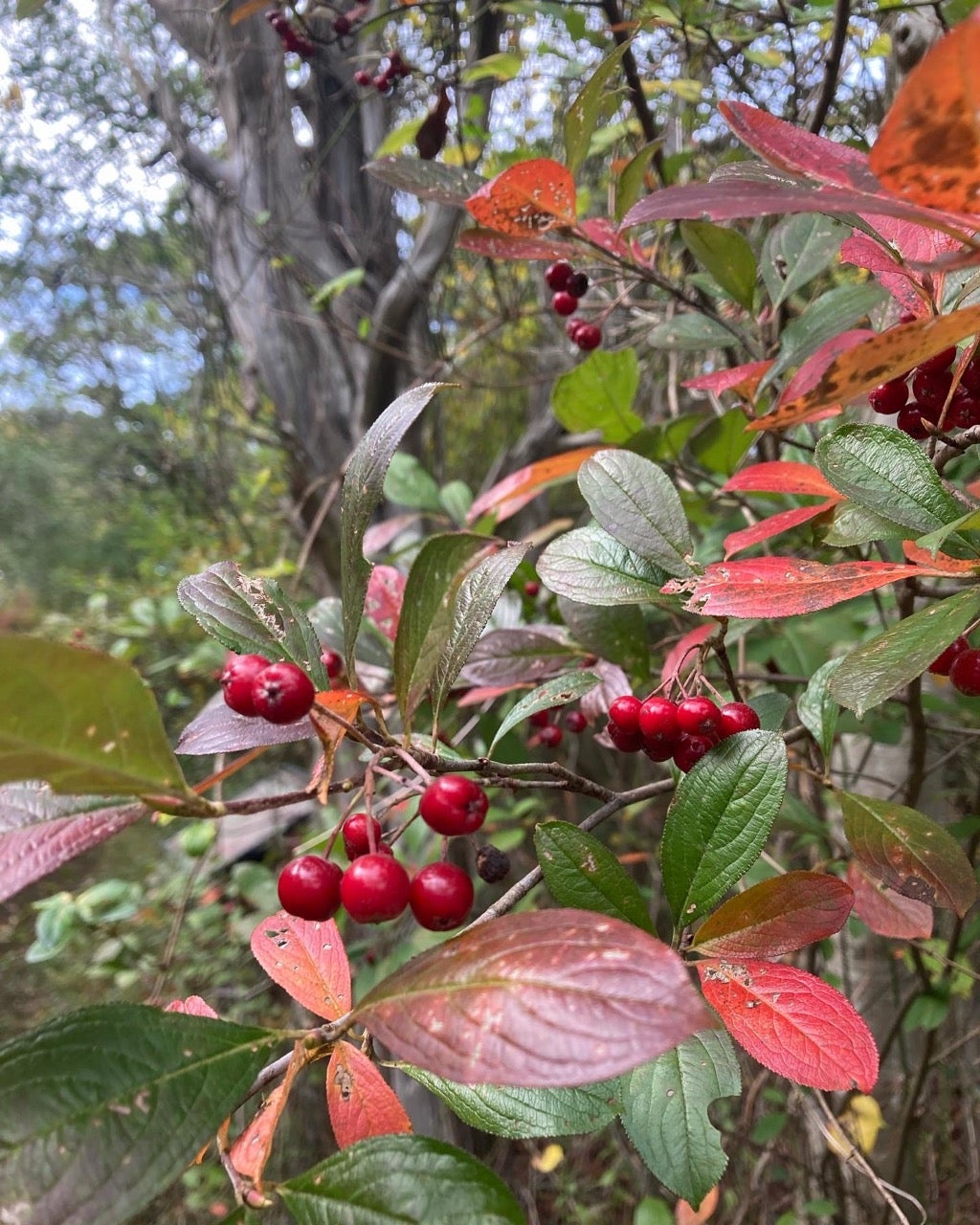 Aronia arbutifolia / Red Chokeberry | Wild Ridge Plants, LLC