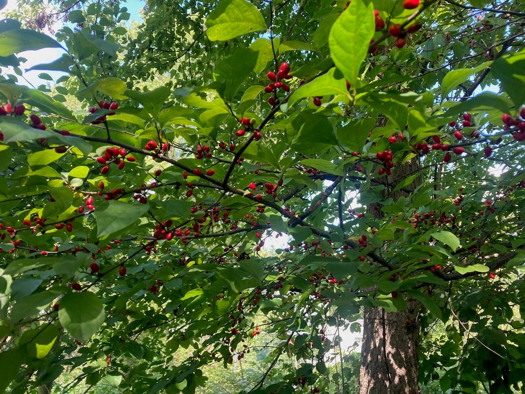 Lindera benzoin / Spicebush | Wild Ridge Plants, LLC