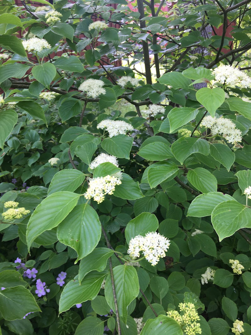 Cornus alternifolia / Pagoda Dogwood | Wild Ridge Plants, LLC