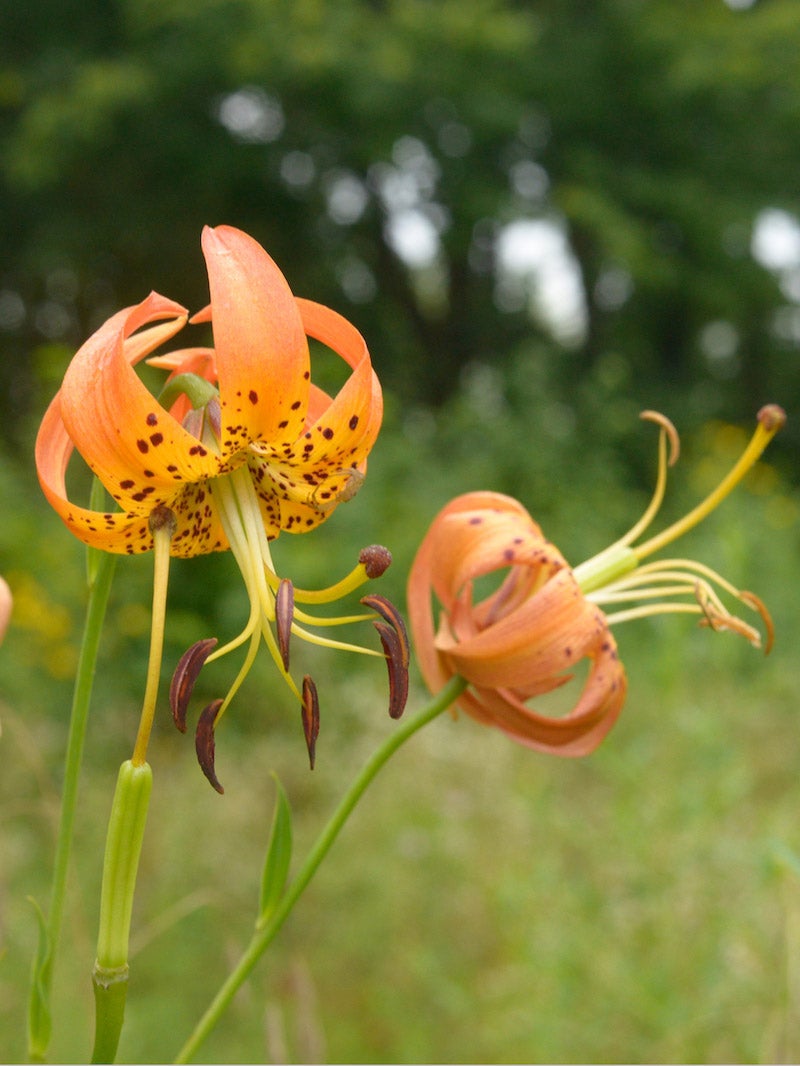 Lilium superbum / Turk's Cap Lily | Wild Ridge Plants, LLC