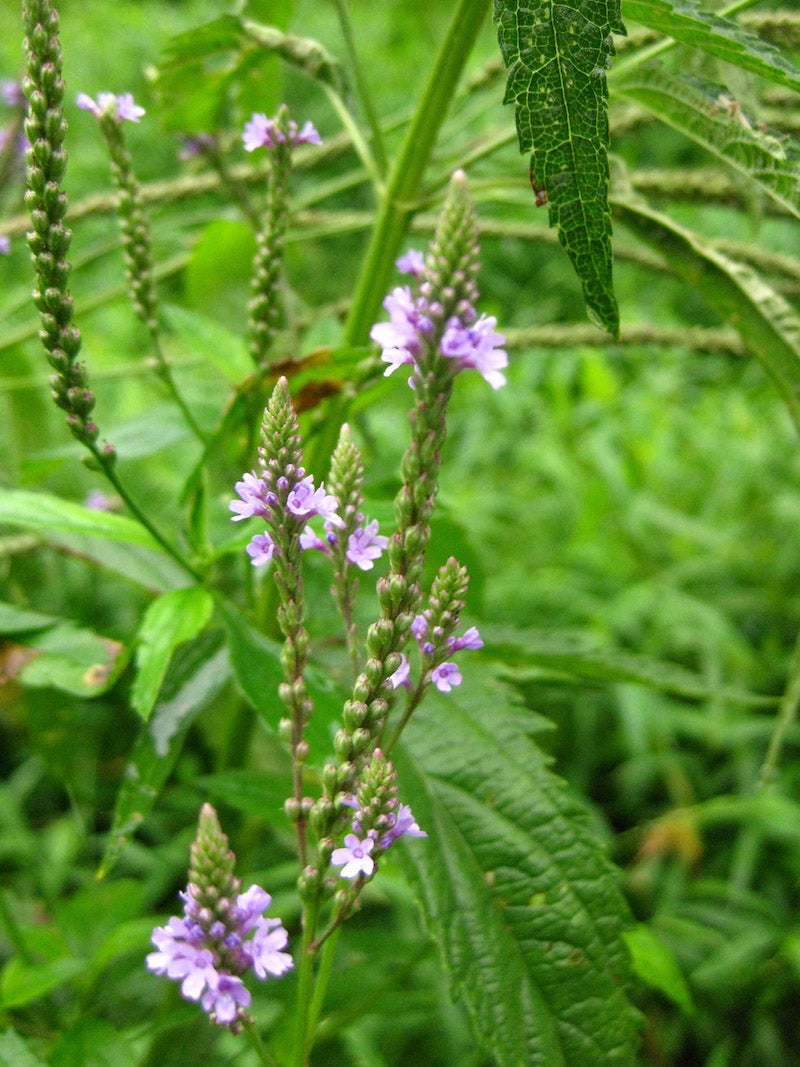Verbena hastata / Blue Vervain | Wild Ridge Plants, LLC
