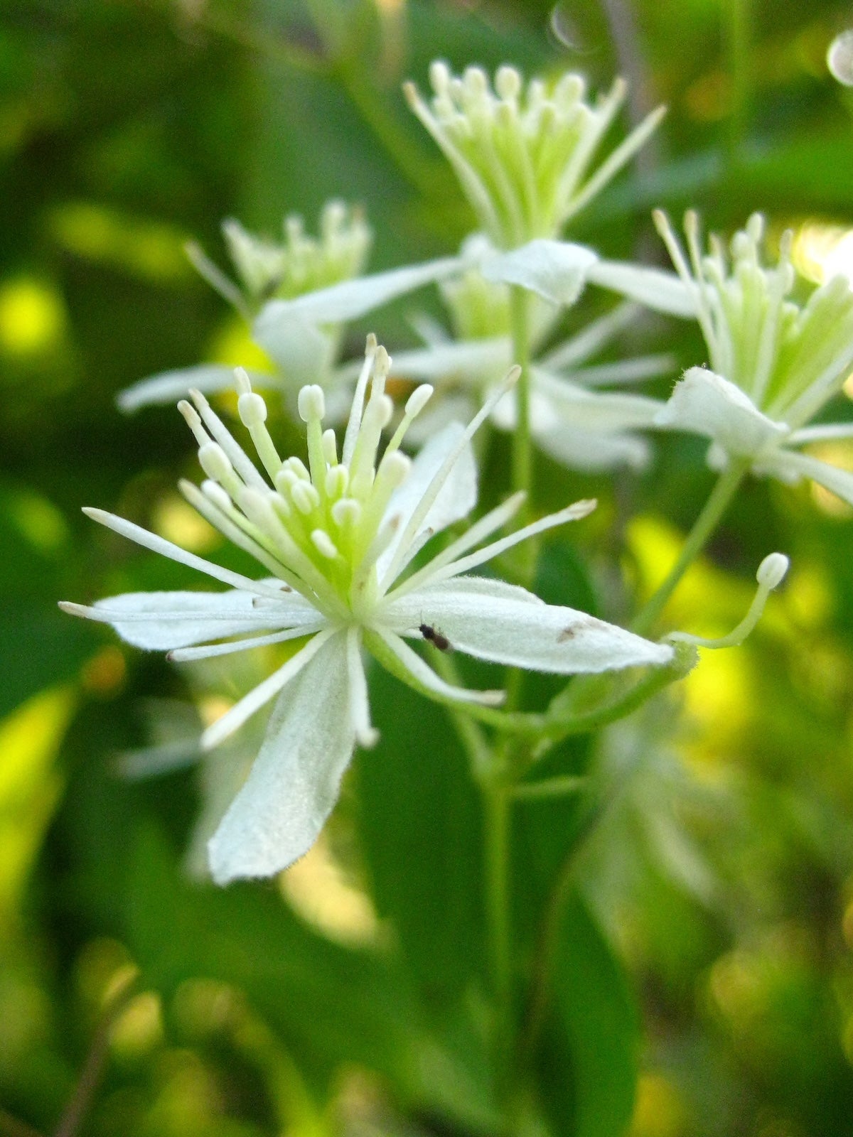 Clematis virginiana / Virgins Bower | Wild Ridge Plants, LLC