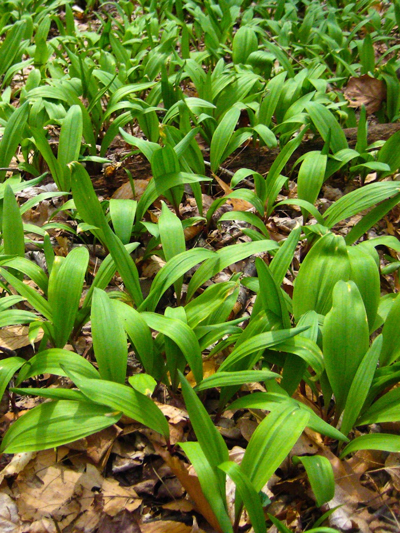 Allium tricoccum / Ramps | Wild Ridge Plants, LLC