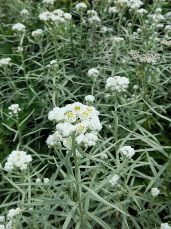 Pearly Everlasting / Anaphalis margaritacea | Wild Ridge Plants, LLC