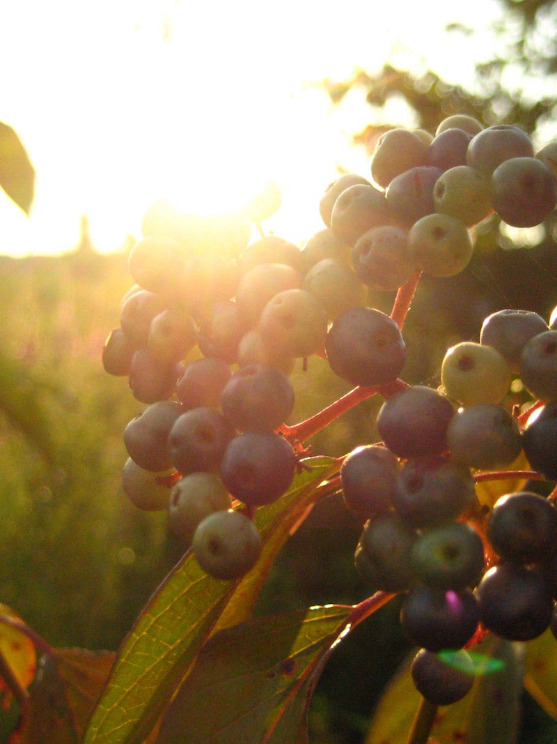 Cornus amomum / Silky Dogwood | Wild Ridge Plants, LLC