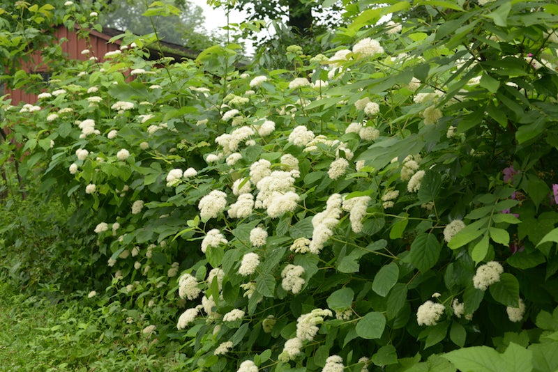 Hydrangea arborescens / Wild Hydrangea | Wild Ridge Plants, LLC