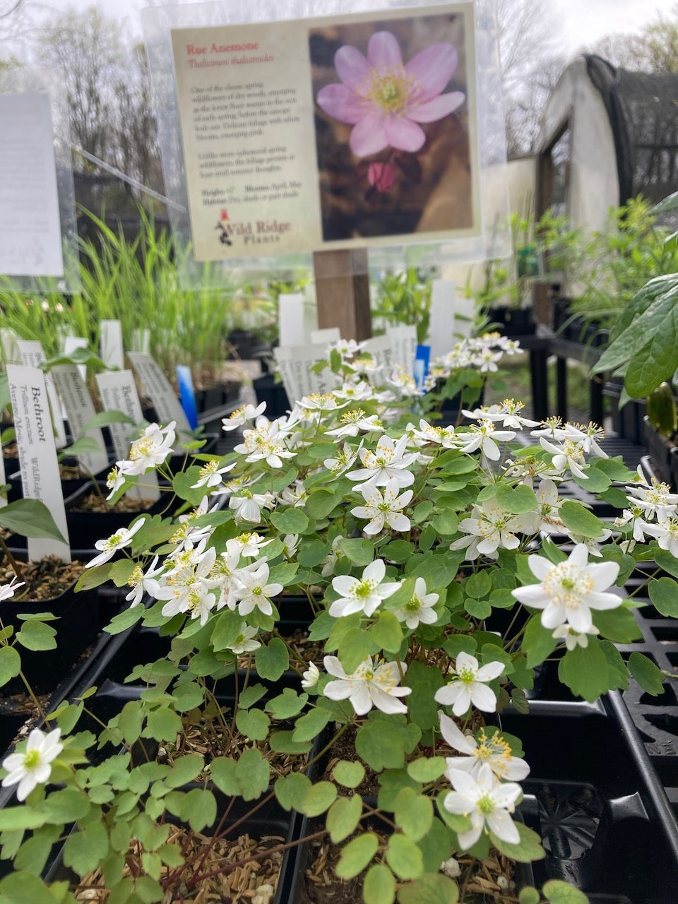 Thalictrum thalictroides / Rue Anemone | Wild Ridge Plants, LLC
