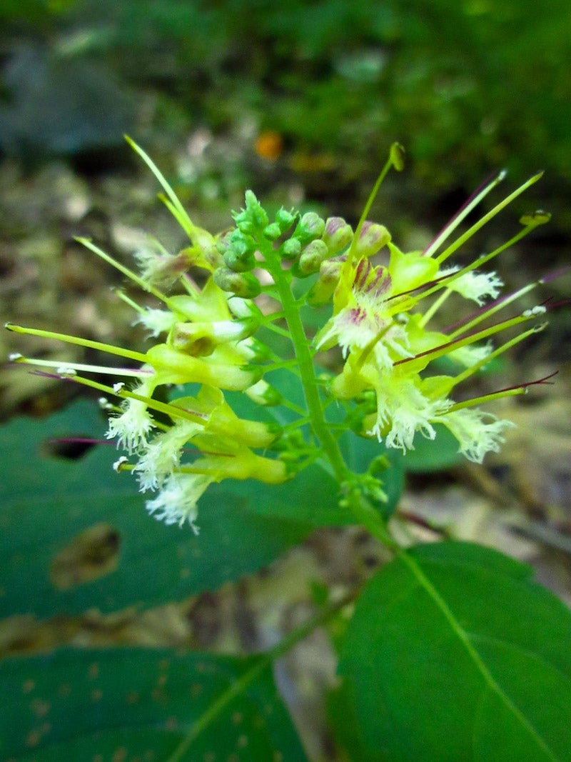 Collinsonia canadensis / Stoneroot | Wild Ridge Plants, LLC