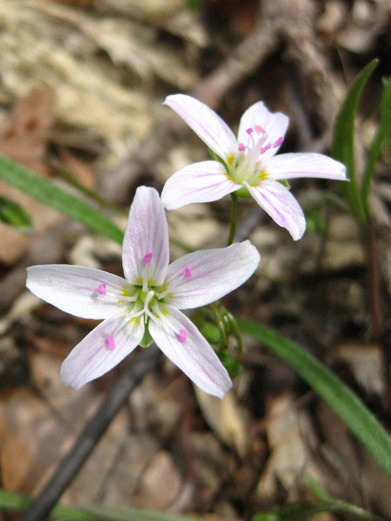 Claytonia virginica / Spring Beauty | Wild Ridge Plants, LLC