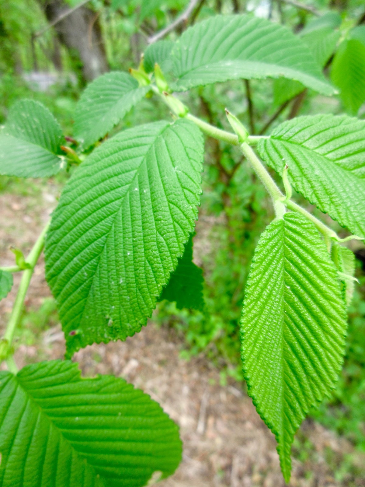 Ulmus rubra / Slippery Elm | Wild Ridge Plants, LLC