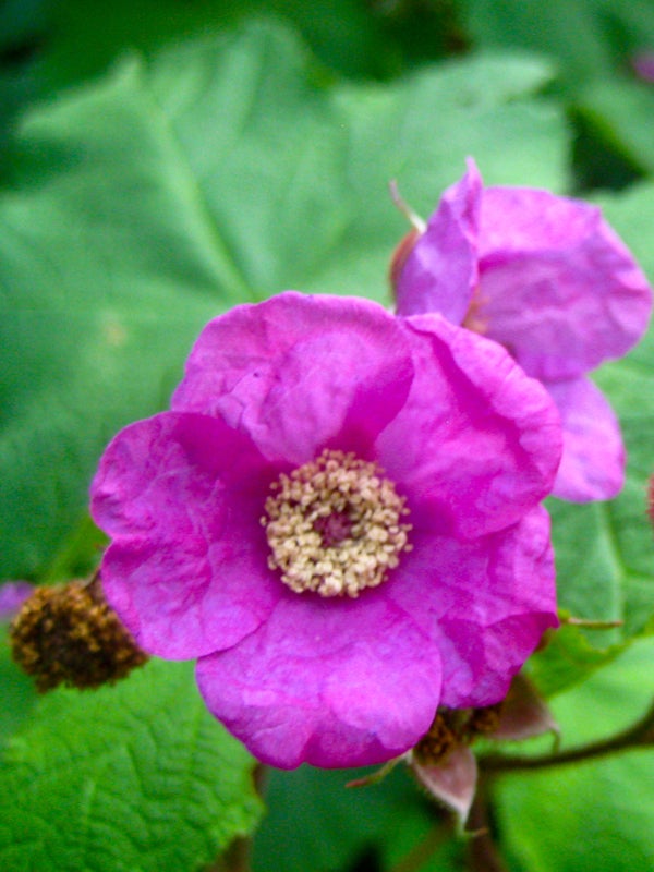 Rubus odoratus / Purple-Flowering Raspberry | Wild Ridge Plants, LLC