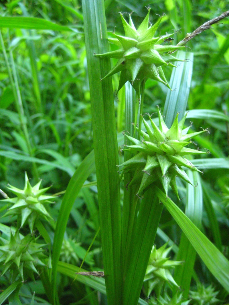 Carex grayi / Gray's Sedge | Wild Ridge Plants, LLC