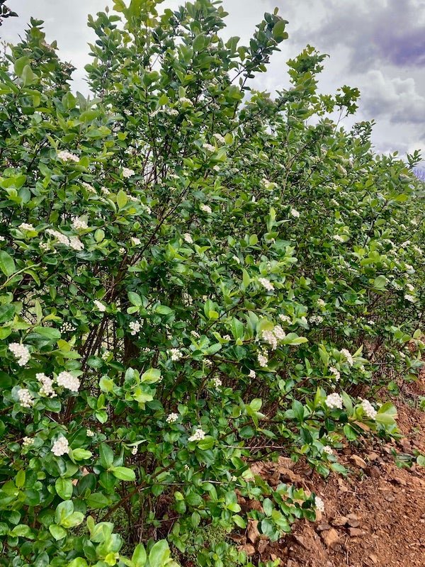Aronia melanocarpa / Black Chokeberry | Wild Ridge Plants, LLC