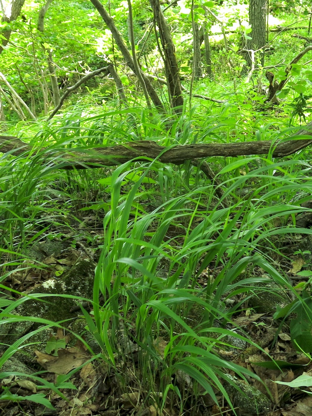 Piptatherum racemosum / Black-seeded Mountain-Rice Grass | Wild Ridge ...