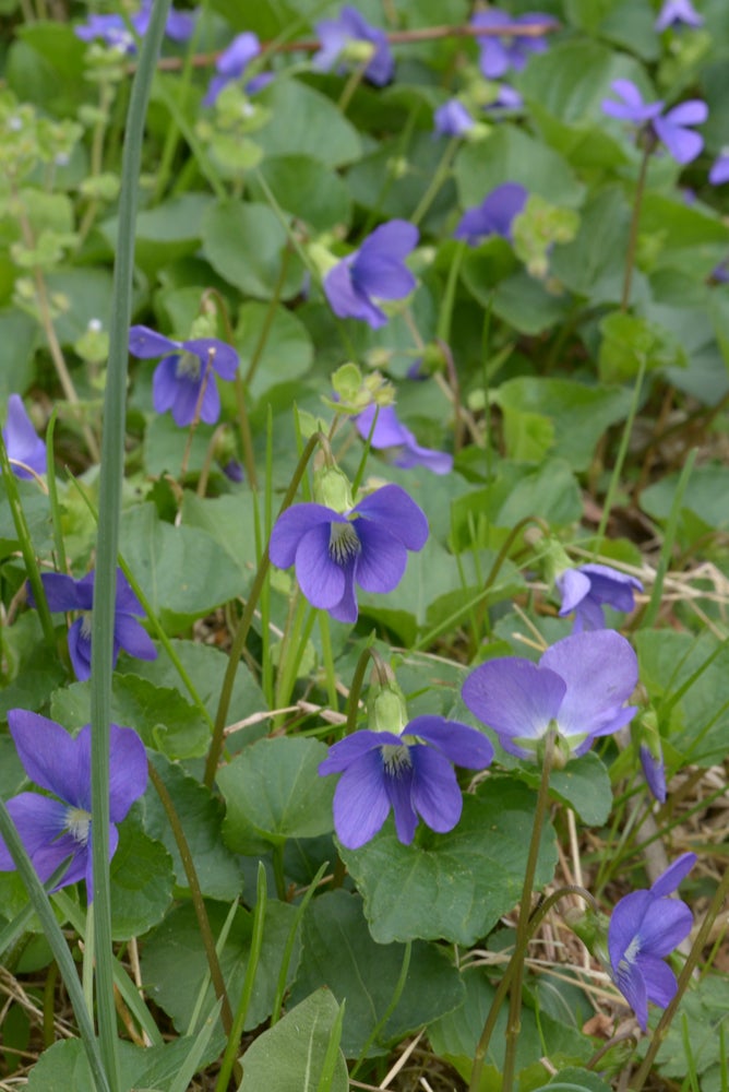Viola sororia / Common Blue Violet | Wild Ridge Plants, LLC