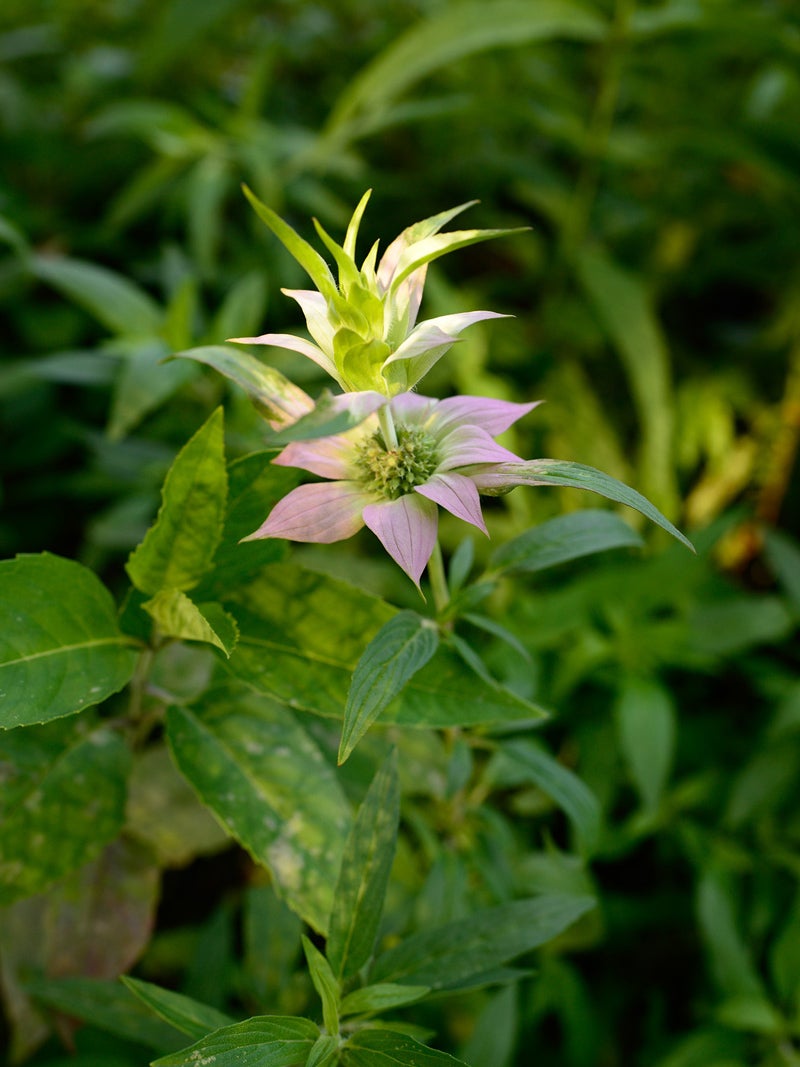 Monarda punctata / Dotted Horsemint | Wild Ridge Plants, LLC