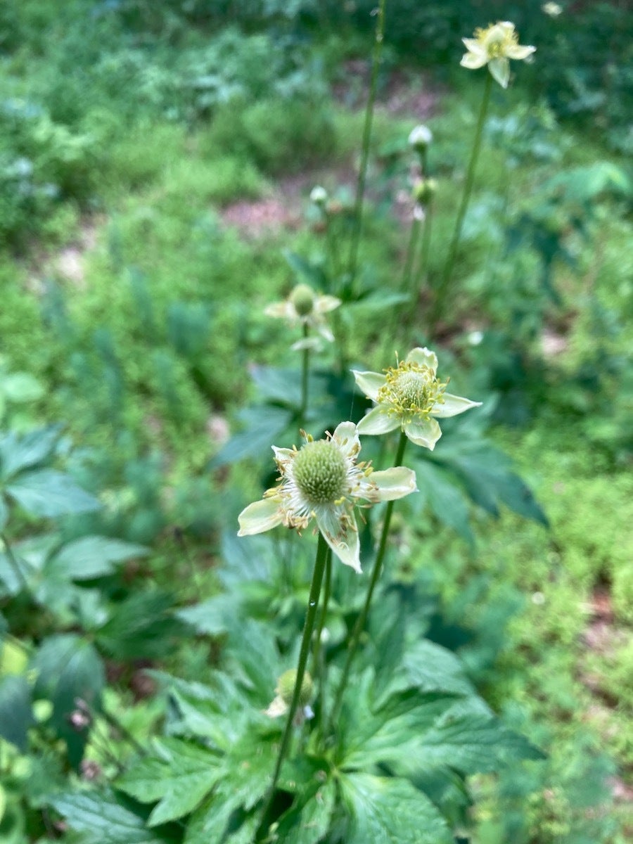 Shop Native Plants for Mail Order and On Farm Pickup | Wild Ridge ...