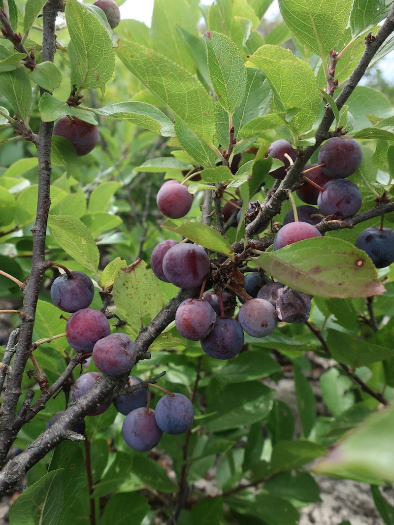 Prunus maritima / Beach Plum | Wild Ridge Plants, LLC