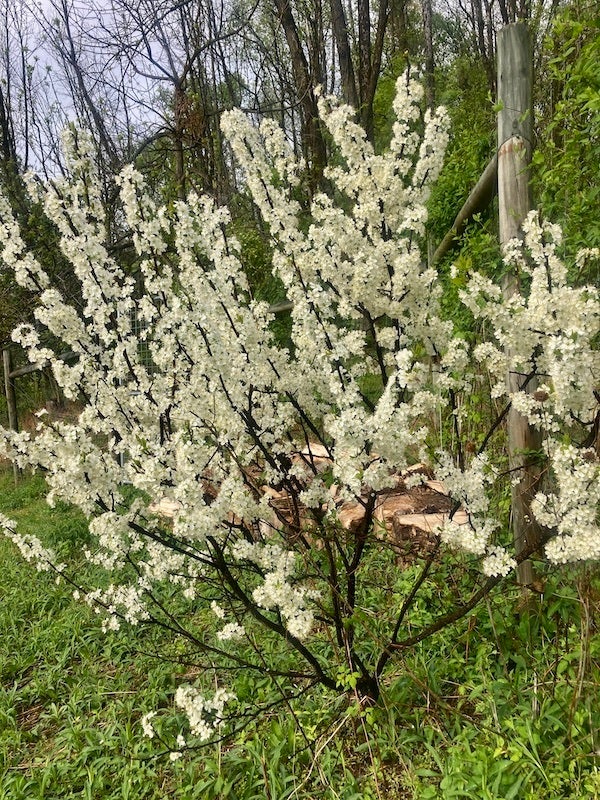 Prunus maritima / Beach Plum | Wild Ridge Plants, LLC