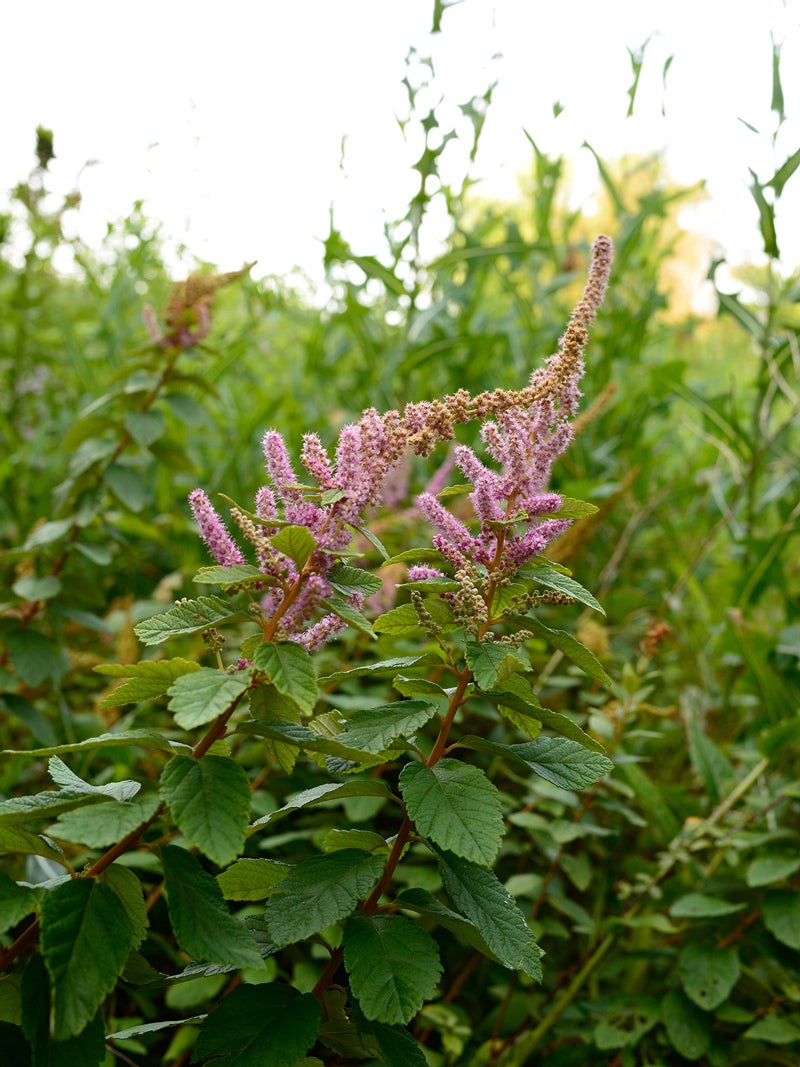 Spiraea tomentosa / Steeplebush | Wild Ridge Plants, LLC
