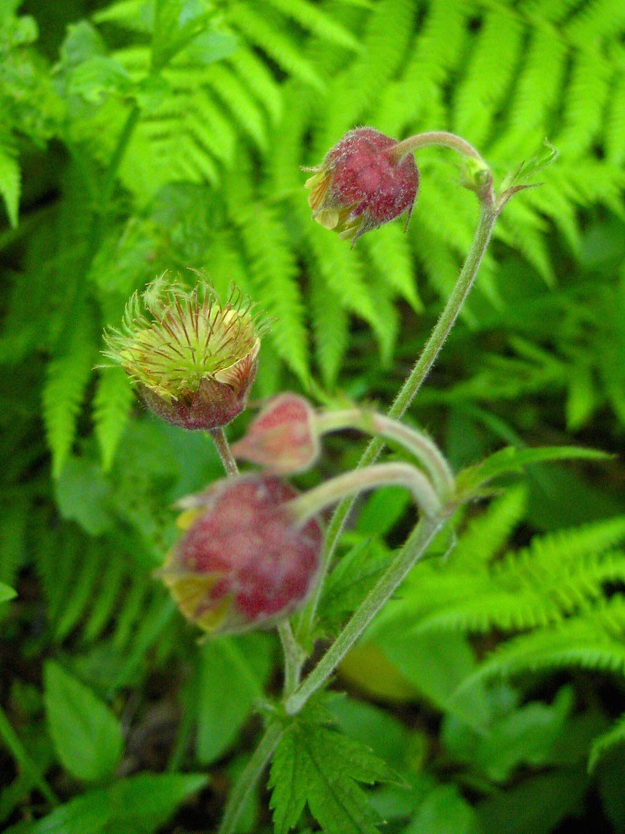 Geum rivale / Chocolate Root | Wild Ridge Plants, LLC