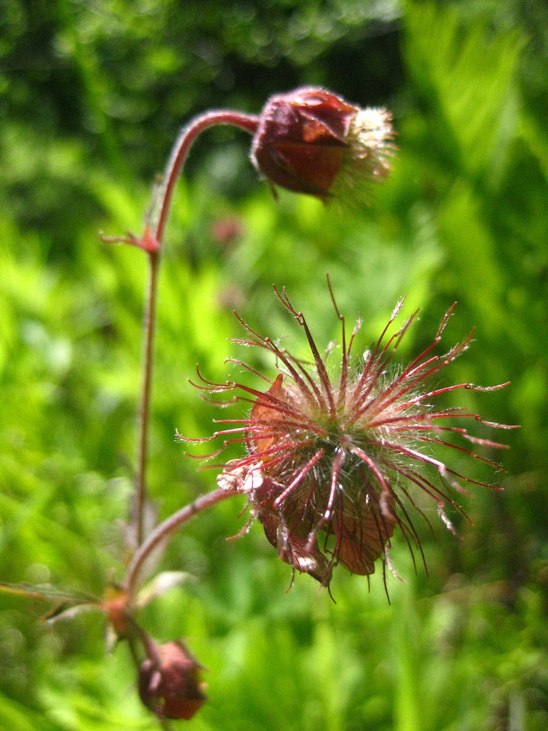 Geum rivale / Chocolate Root | Wild Ridge Plants, LLC