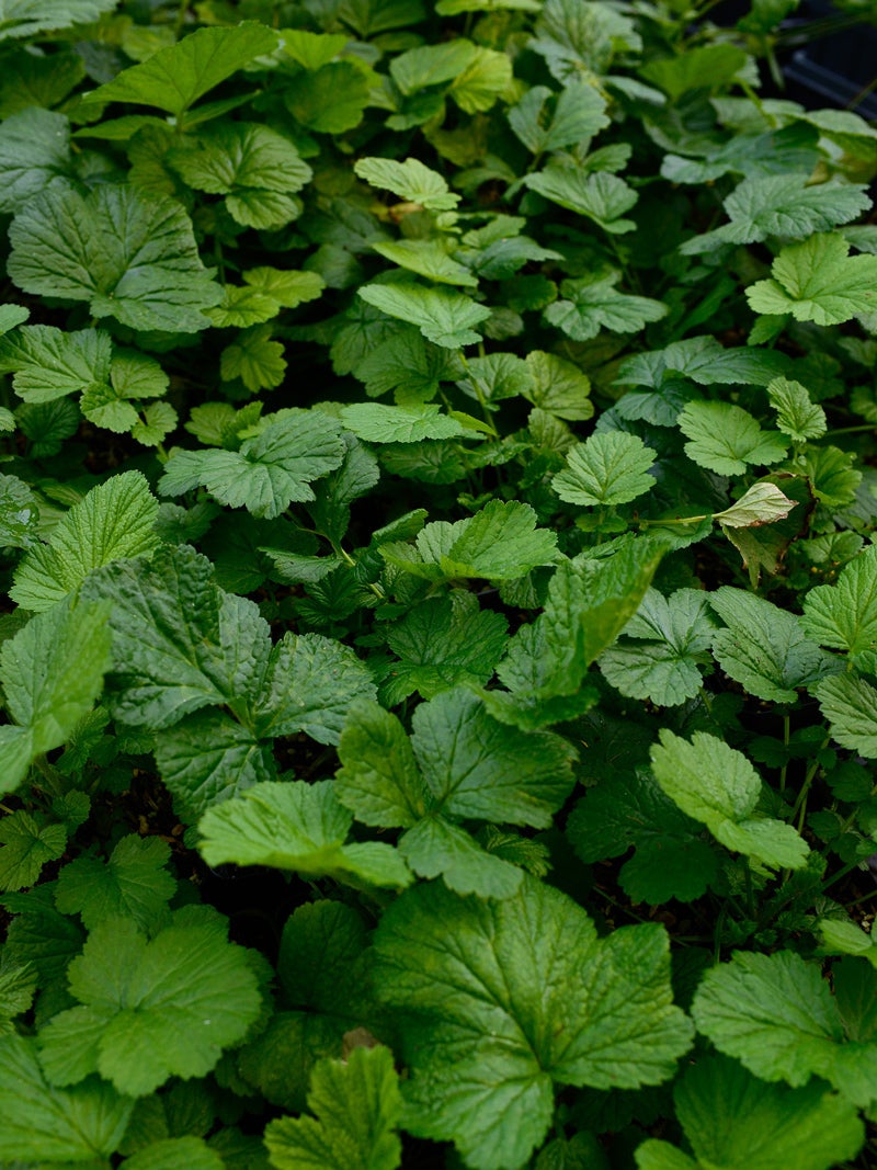 Geum rivale / Chocolate Root | Wild Ridge Plants, LLC