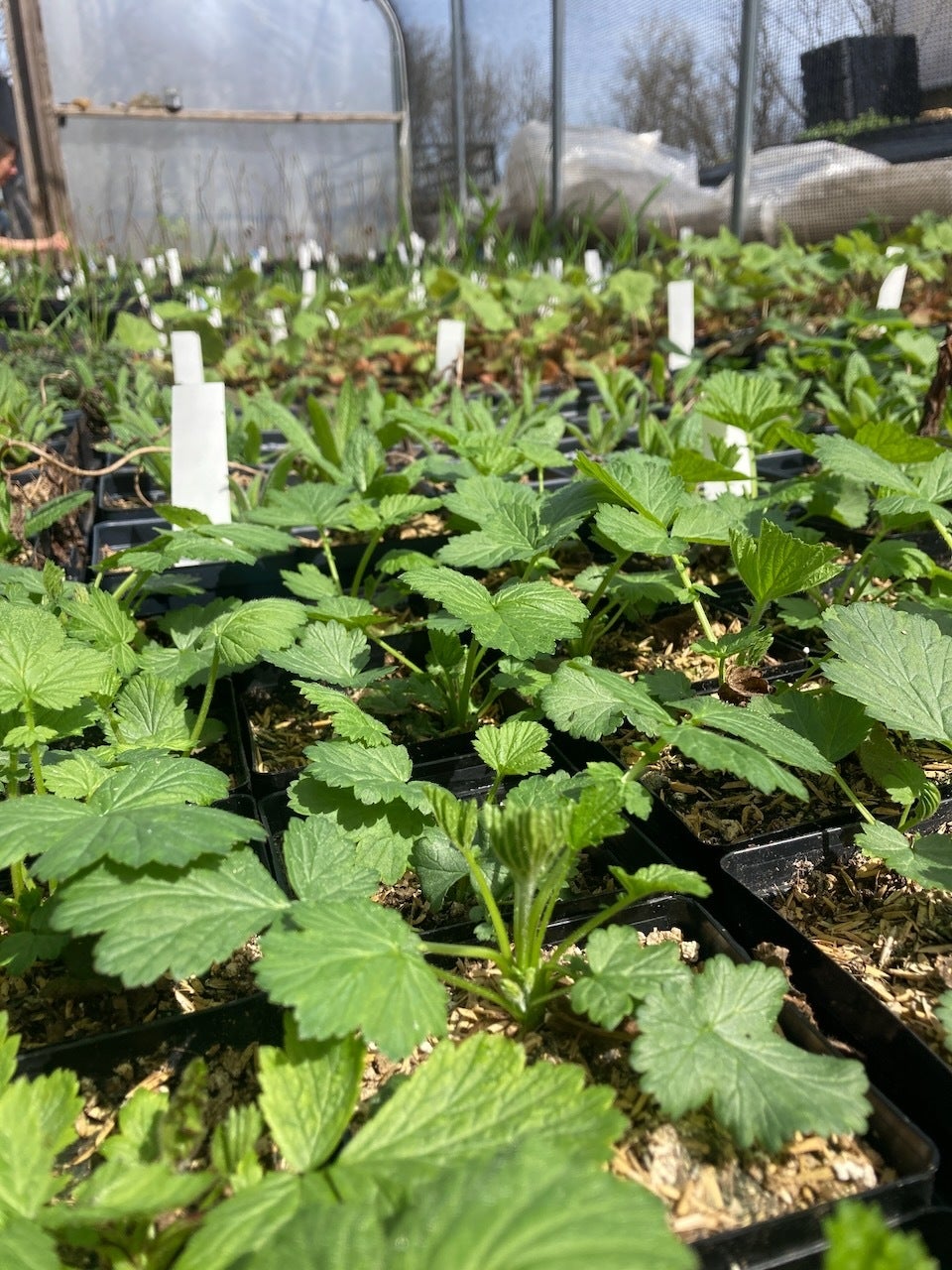 Geum rivale / Chocolate Root | Wild Ridge Plants, LLC