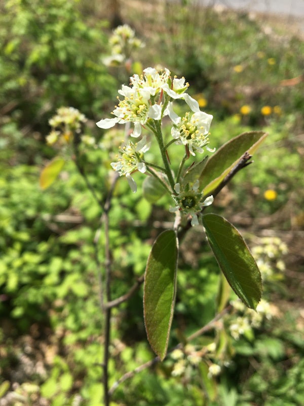 Amelanchier stolonifera / Running Serviceberry | Wild Ridge Plants, LLC