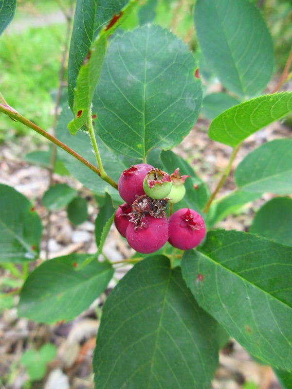Amelanchier stolonifera / Running Serviceberry | Wild Ridge Plants, LLC
