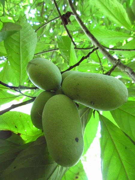 Asimina triloba / Pawpaw | Wild Ridge Plants, LLC