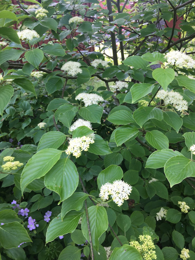 Cornus alternifolia / Pagoda Dogwood | Wild Ridge Plants, LLC