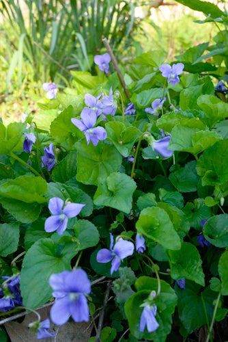 Viola sororia / Common Blue Violet | Wild Ridge Plants, LLC