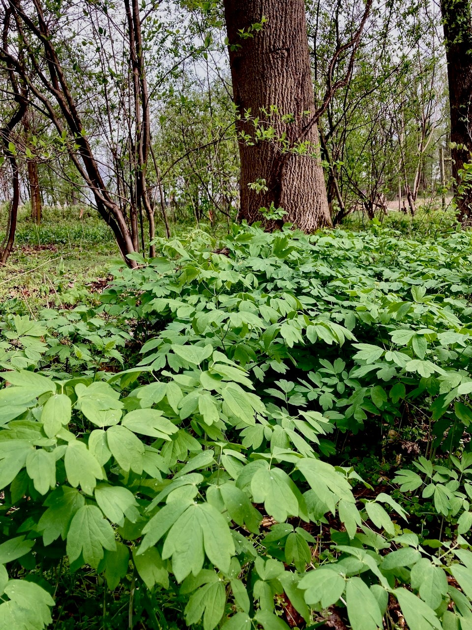 Caulophyllum thalictroides / Blue Cohosh | Wild Ridge Plants, LLC