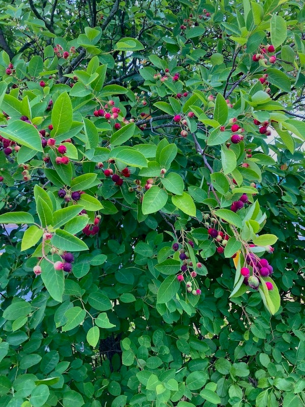 Amelanchier canadensis / Canadian serviceberry | Wild Ridge Plants, LLC