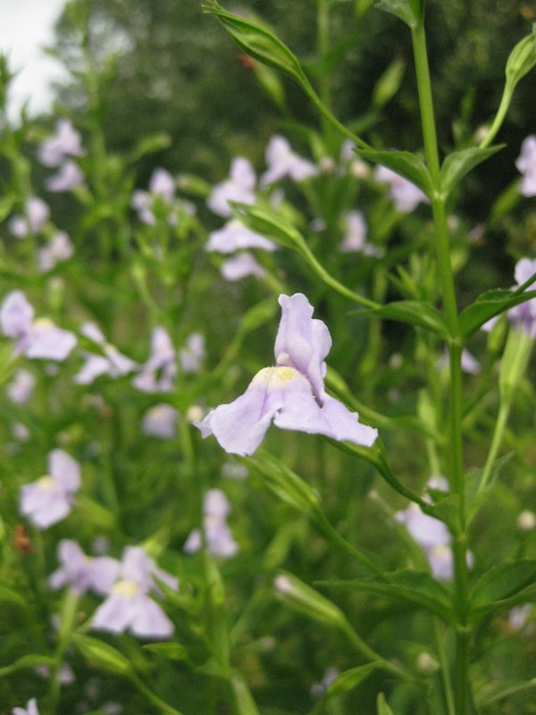 Mimulus ringens / Allegheny Monkeyflower | Wild Ridge Plants, LLC