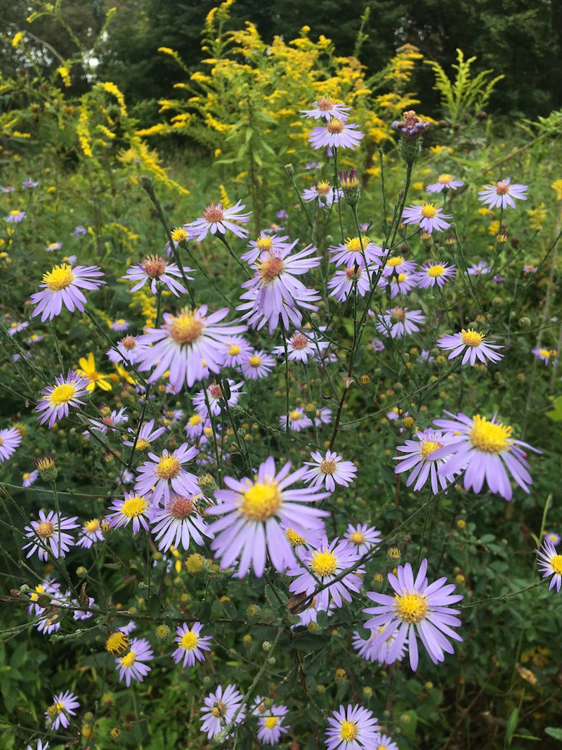 Symphyotrichum patens / Late Purple Aster | Wild Ridge Plants, LLC