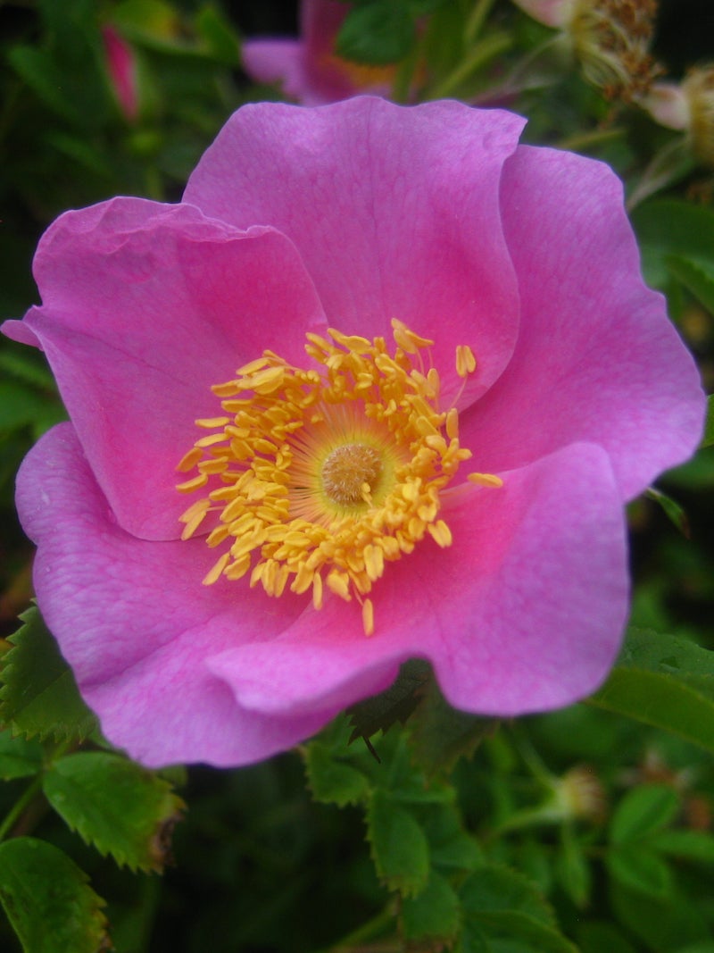 Rosa virginiana / Virginia Rose | Wild Ridge Plants, LLC