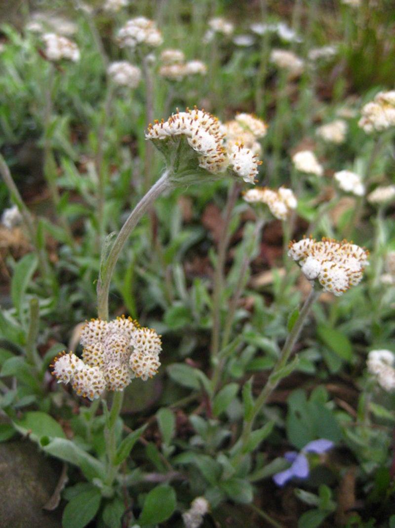 Antennaria plantaginifolia / Plantainleaf Pussytoes | Wild Ridge Plants ...