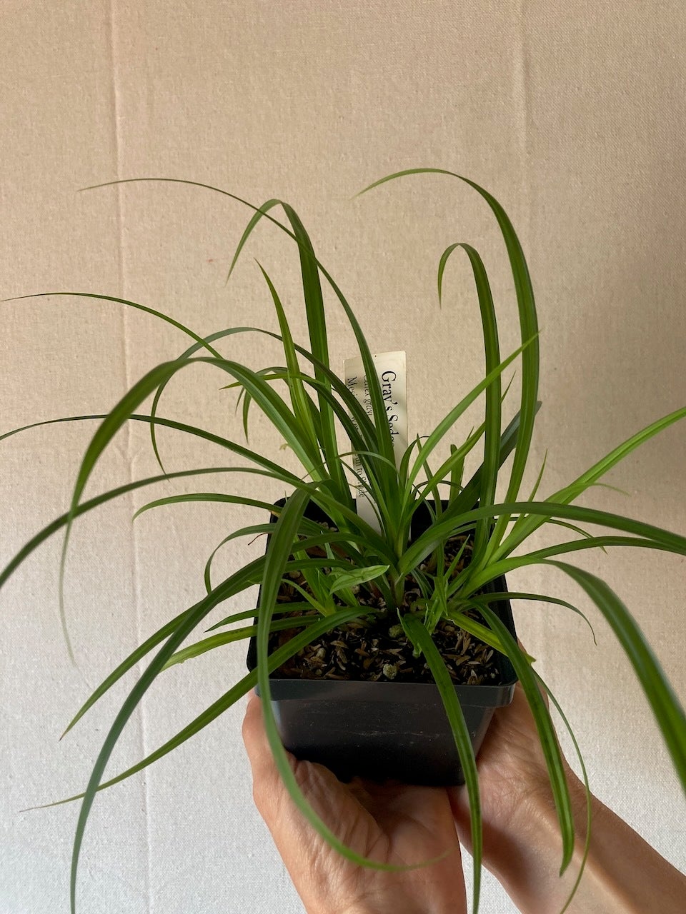 Carex grayi / Gray's Sedge | Wild Ridge Plants, LLC