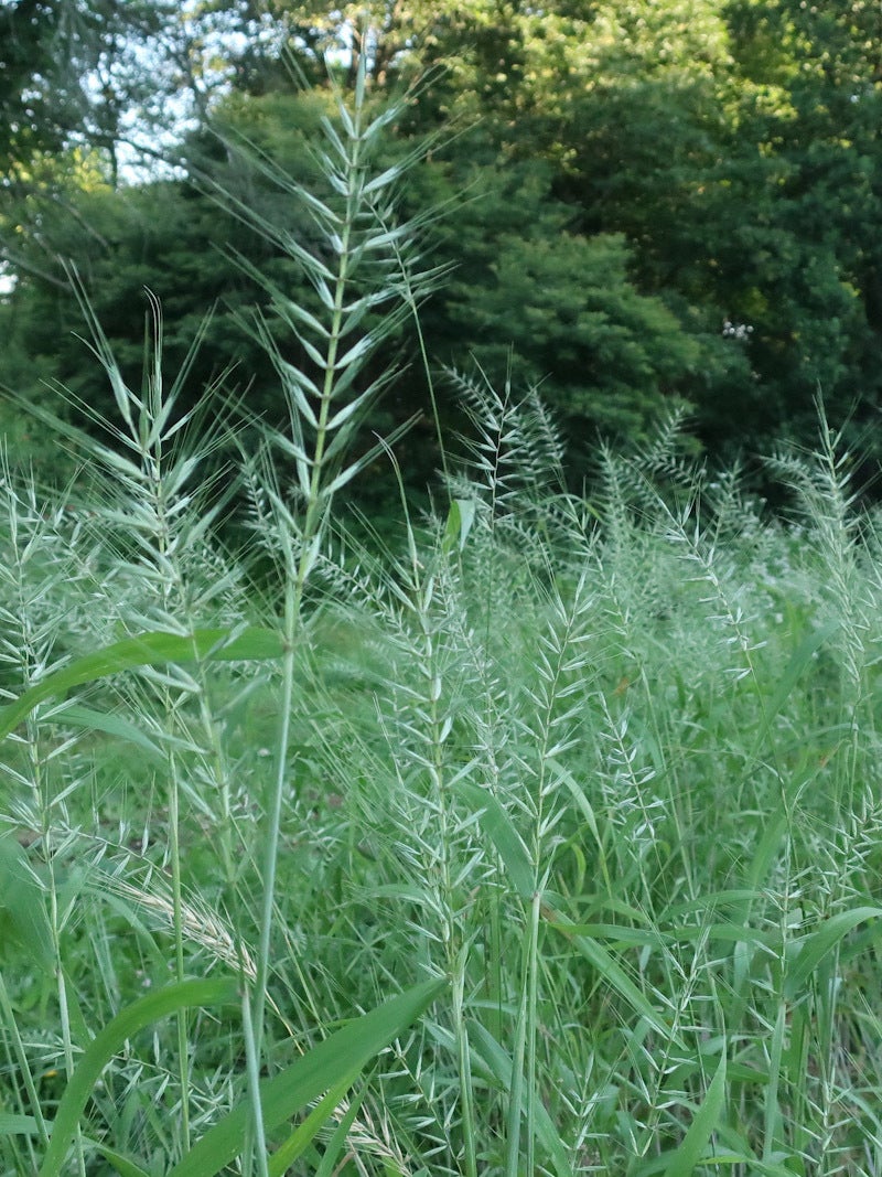 Elymus hystrix / Bottlebrush Grass | Wild Ridge Plants, LLC