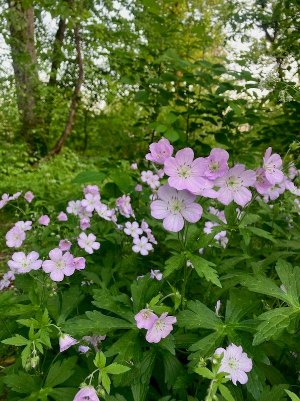 Geranium maculatum / Wild Geranium | Wild Ridge Plants, LLC
