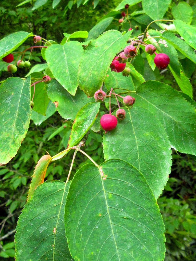 Amelanchier laevis / Smooth Serviceberry | Wild Ridge Plants, LLC