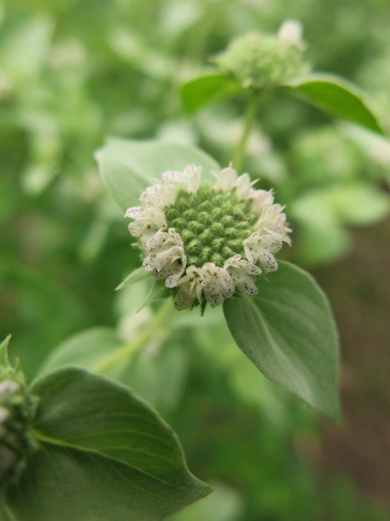 Pycnanthemum muticum / Broadleaf Mountain Mint | Wild Ridge Plants, LLC
