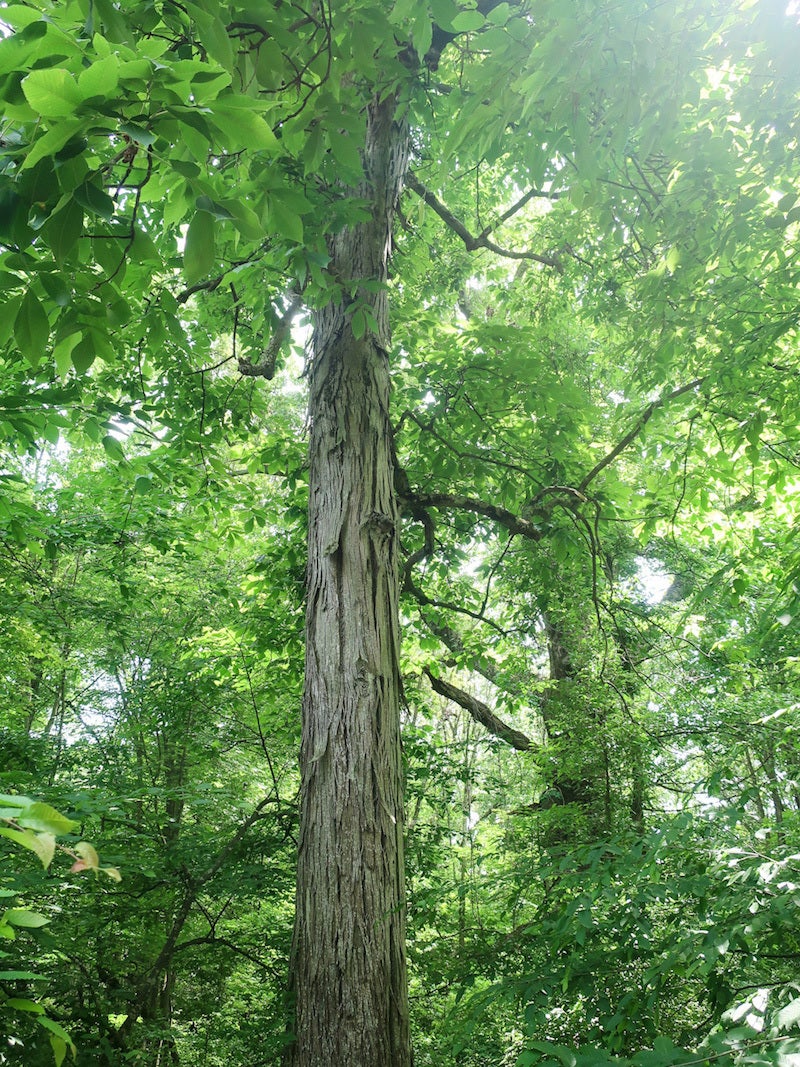 Carya ovata / Shagbark Hickory | Wild Ridge Plants, LLC