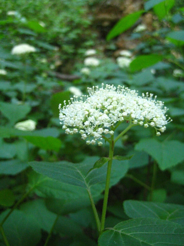 Hydrangea arborescens / Wild Hydrangea | Wild Ridge Plants, LLC