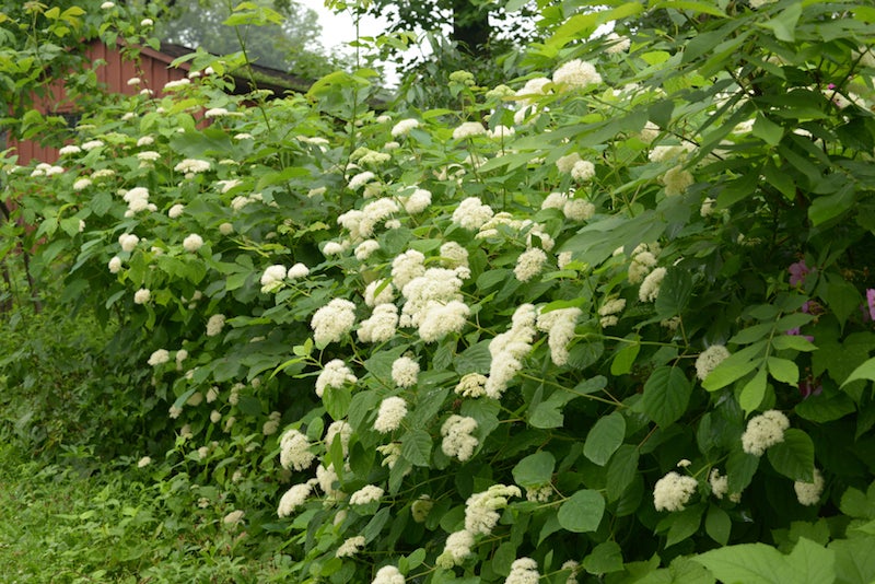 Hydrangea arborescens / Wild Hydrangea | Wild Ridge Plants, LLC