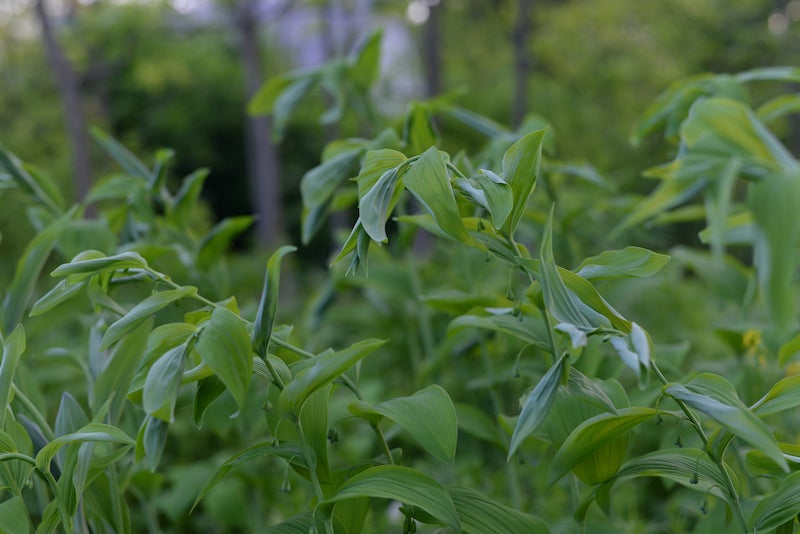 Polygonatum biflorum var commutatum / Giant Solomon's Seal | Wild Ridge ...