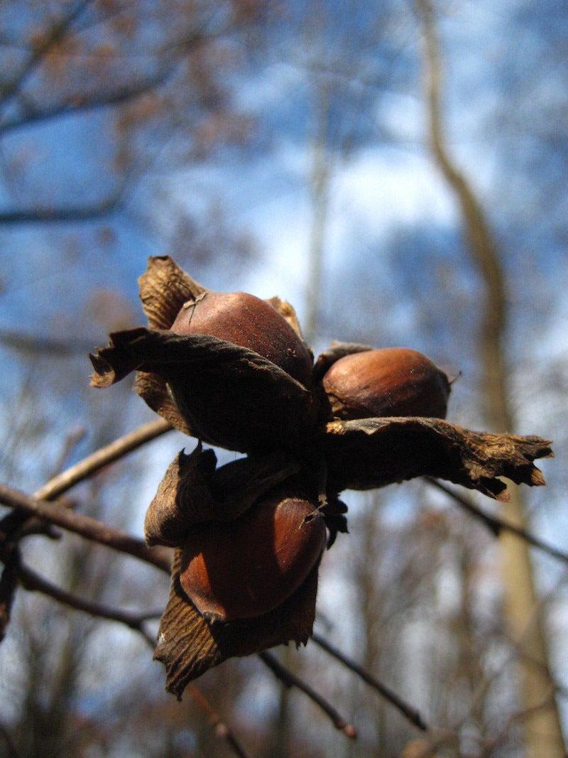 Corylus americana / American Hazelnut | Wild Ridge Plants, LLC